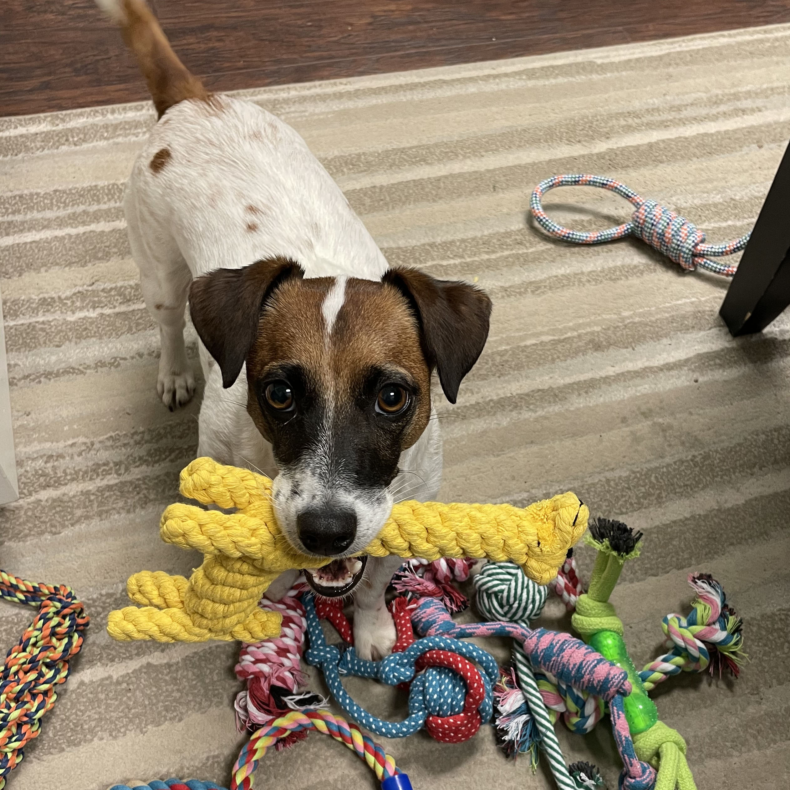 Ellie Mae: Four-legged Office Greeter at TCCH